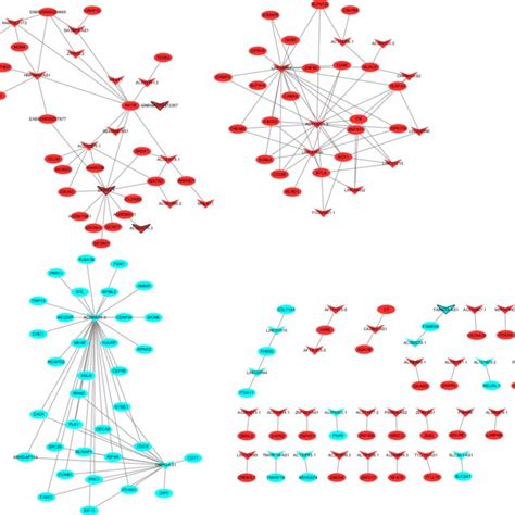 DElncRNA DEmRNA Co Expression Networks The Inverted Triangles And