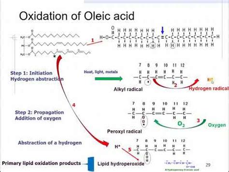 Chemical Changes In Fats Oils Lipid Oxidation YouTube