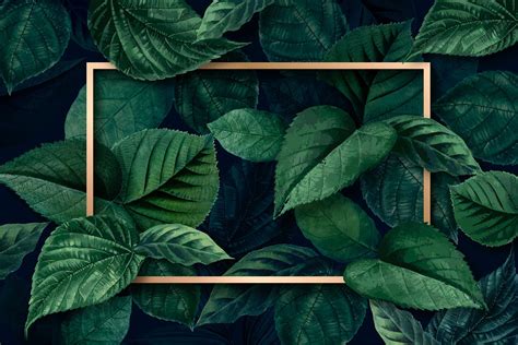 Bộ Sưu Tập Hình Nền Lá Cây Cực Chất Full 4K Với Hơn 999 Bức ảnh