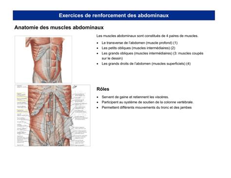 Exercices De Renforcement Des Abdominaux Anatomie Des Muscles