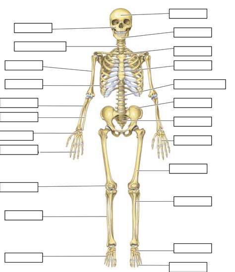 Juegos De Ciencias Juego De APARATO LOCOMOTOR Cerebriti