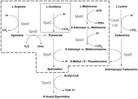 Schematic Diagram Depicting The Pathway Of Polyamine Biosynthesis I In