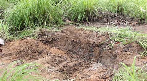 Corpo de mulher é encontrado decapitado e enterrado em cova rasa em