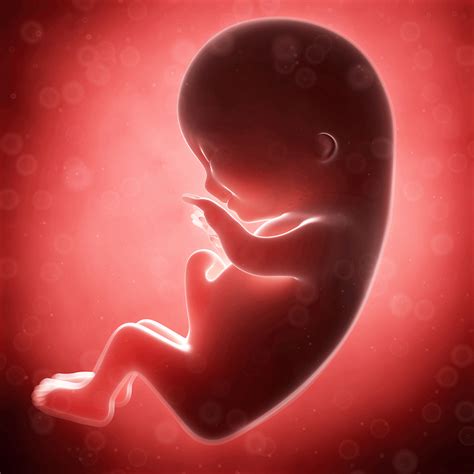 Baby S Development First Trimester Pregnancy To Parenting Australia