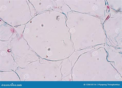 Loose Adipose Tissue