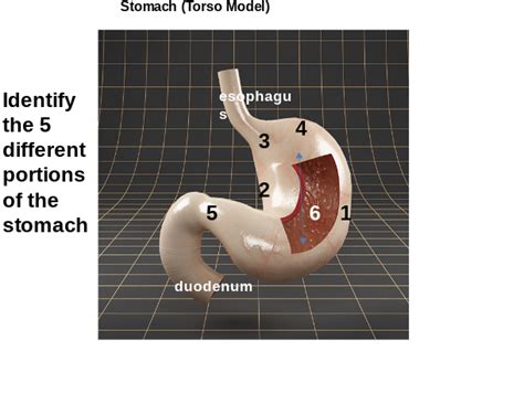 Anatomy Lab Lecture 2 Stomach Diagram Quizlet