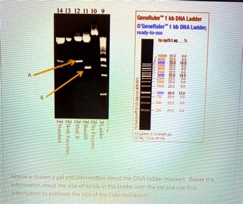 SOLVED 1443 12 4L10 GeneRuler 1 Kb DNA Ladder 0 GereRuler Kb DNA