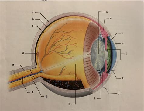 Eye Diagram Diagram Quizlet