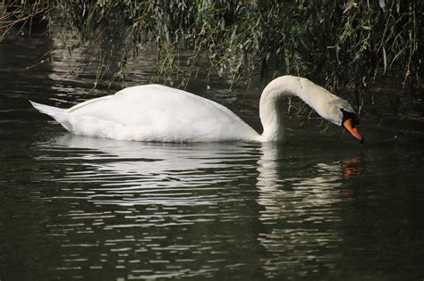 Schwan Vogel Weißer Kostenloses Foto auf Pixabay Pixabay