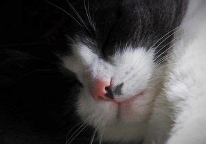 Mi Gato Estornuda Es Normal Causas M S Comunes