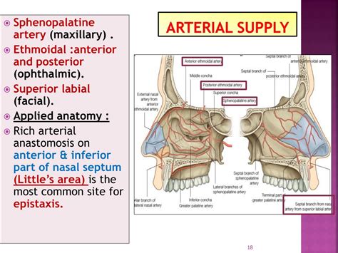 PPT ANATOMY OF THE NOSE AND OLFACTORY NERVE PowerPoint Presentation