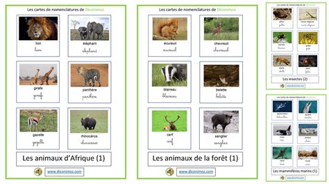 Fiches Nomenclatures Animaux Dictionnaire Des Animaux