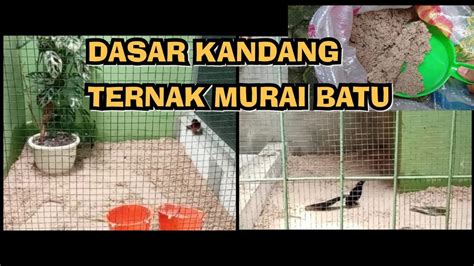 BEGINI DASAR KANDANG TERNAK MURAI BATU YANG BAIK YouTube