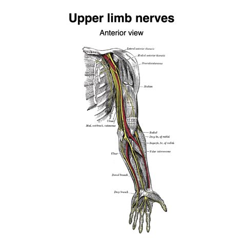 Nerves Vasculature Of The Upper Limb Yedtepe Anatomy Lab