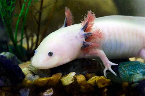 El Ajolote Ambystoma Mexicanum EL CANDELABRO
