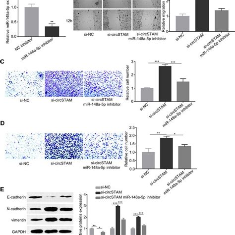 CircSTAM Regulates Migration Invasion And EMT Of HTR 8 SVneo Cells