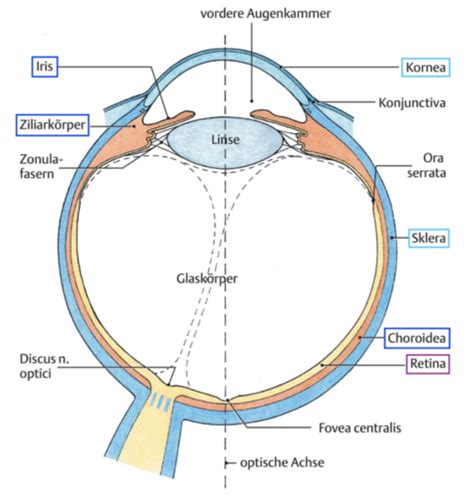 Augen Karteikarten Quizlet