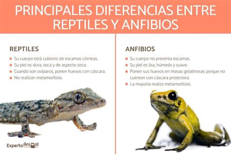 Actualizar 56 Imagen Cuadro Comparativo Entre Peces Anfibios Reptiles