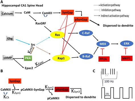 A Schematic Representation Of Signaling Pathways Activating ERK Five