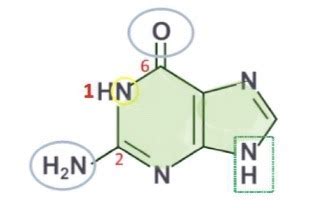 Biomol Acides Nucl Iques Cartes Quizlet