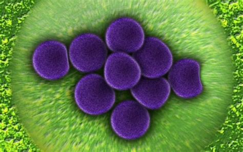 Cómo se reproducen las bacterias y cómo nacen Animales