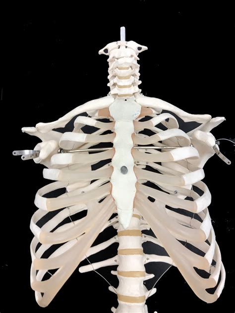 Vertebral Column And Bony Thorax Thoracic Cage Diagram Quizlet