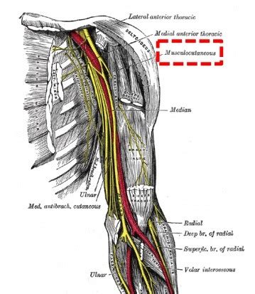 Anatomy Exam Lecture Slides Flashcards Quizlet
