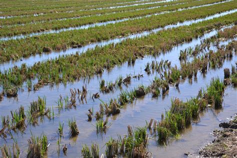 Los nuevos PDR marginan la agricultura sostenible según ONG EFEverde