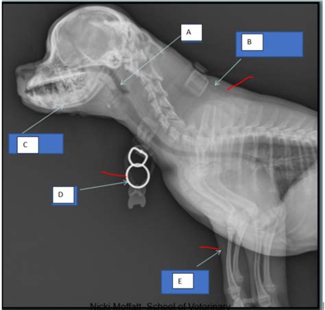 Imaging Flashcards Quizlet