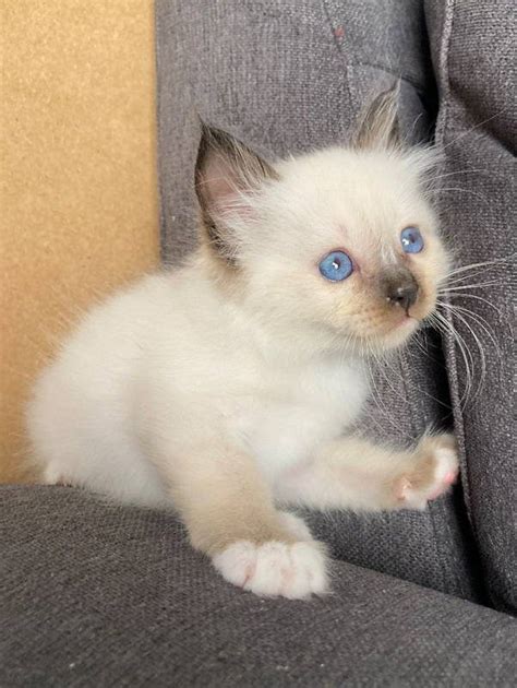 Chatons Sacré De Birmanie Loof 38360 unCompagnon fr