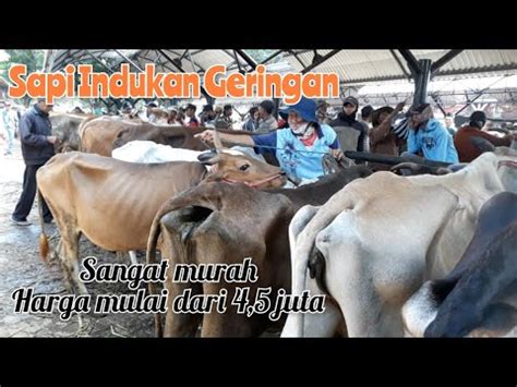 4 5 Juta Harga Terbaru Sapi Indukan Geringan YouTube