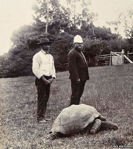 Meet Jonathan St Helena S 182 Year Old Giant Tortoise BBC News