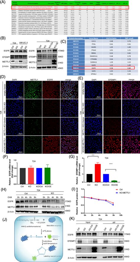 METTL1 mediated m⁷G transfer RNA tRNA modification upregulates