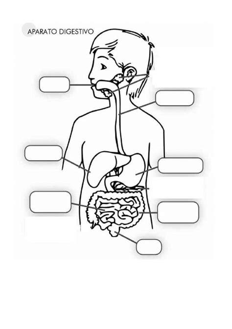 Aparato Digestivo Interactive Activity Aparatos Del Cuerpo Humano