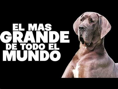 Descubre la impresionante estatura del perro más grande del mundo en