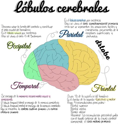 L Bulos Cerebrales Anatomia Del Cerebro Humano Anatomia Y Fisiologia