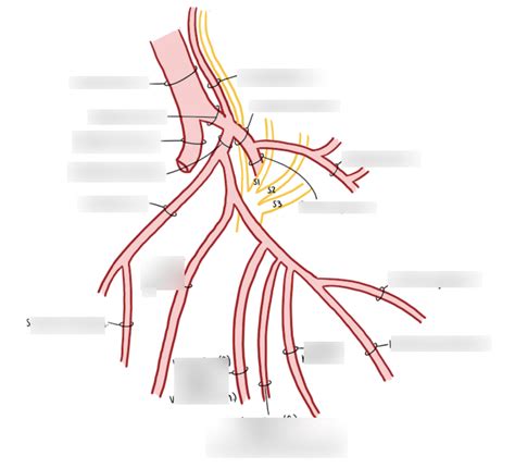 Pelvic Blood Supply Diagram Quizlet