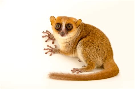 Rufous Mouse Lemur RARE Creatures Of The Photo Ark Official Site PBS