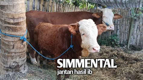 SIMENTAL HASIL IB PETERNAK BREEDING YouTube
