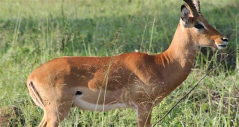 3 Day Akagera National Park Wildlife Safari By Ngoni Safaris Uganda