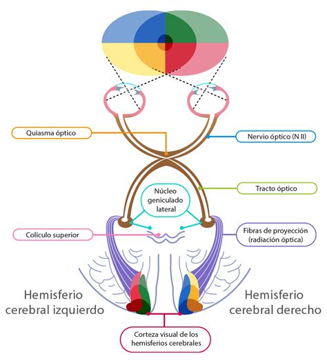 UAPA Exploración Neurológica Básica Nervios Craneales