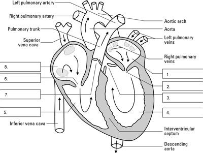 Circulatory System Labeled Heart