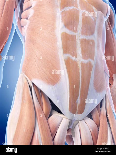 Abs Anatomy Banque De Photographies Et Dimages Haute R Solution Alamy