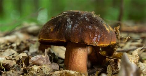 Wysyp borowików ceglastoporych Gdzie można je znaleźć i jak wyglądają