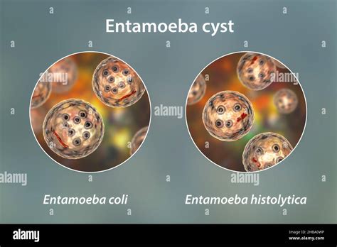 E Histolytica Entamoeba Coli Hi Res Stock Photography And Images Alamy