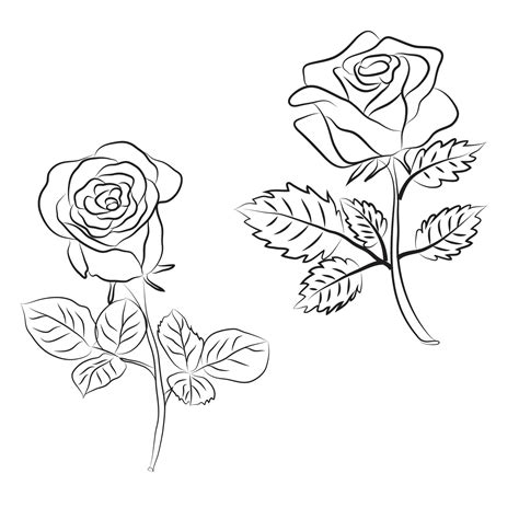 Hand Drawn Rose Line Art Drawing Images Illustration Collection