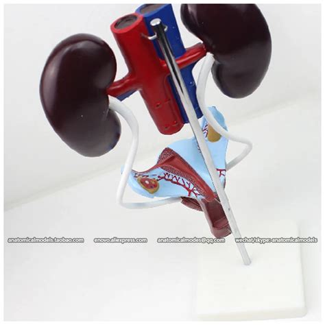 12424 Sistema Urogenital Femenino Modelo Genitourinario CMAM