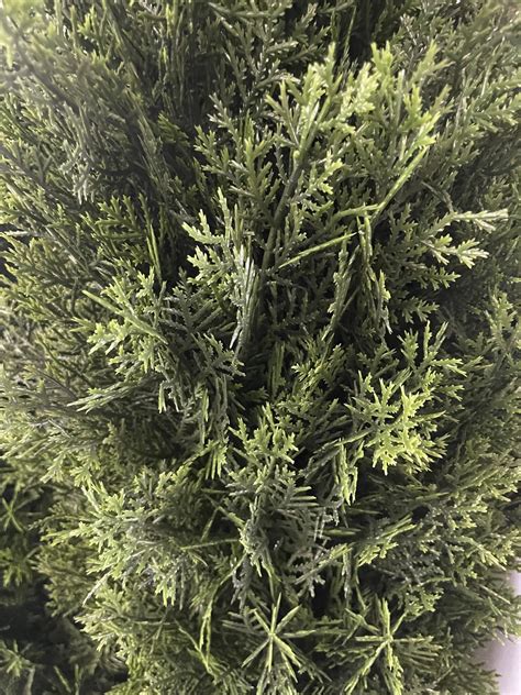 Cedar Shrub Atlas Pots