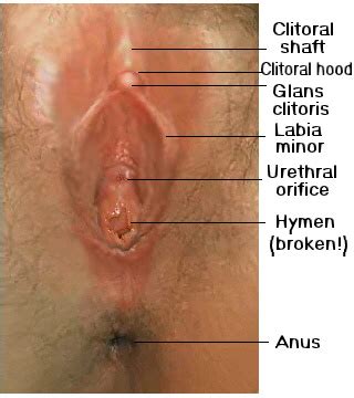 Penis Breaking Hymen Telegraph