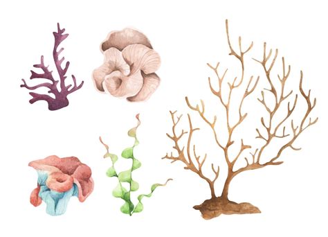 Seaweeds Underwater Ocean Plants Sea Coral Elements Watercolor